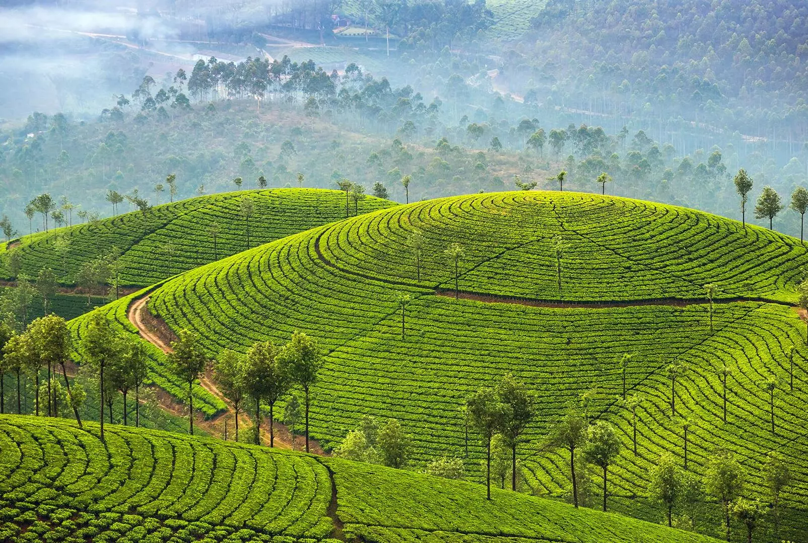 10 reasons Why You Should Visit Munnar - Dreamland Munnar