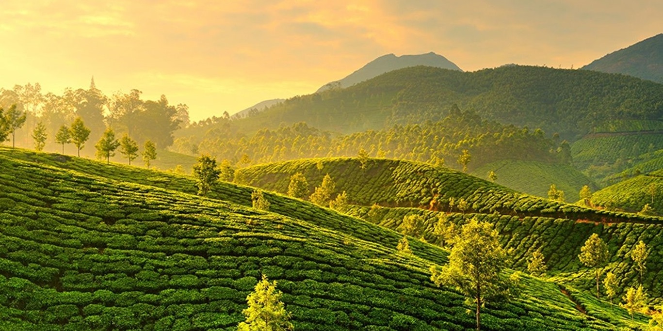 Devikulam Munnar - Dreamland Munnar